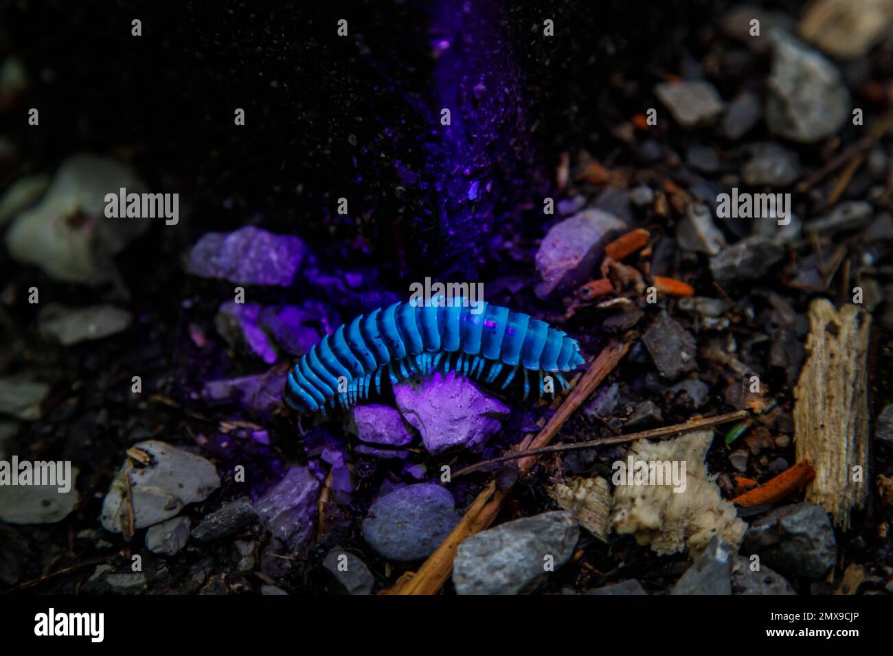 Ultraviolet light reveals biofluorescence in the Flat-backed Millipede ...