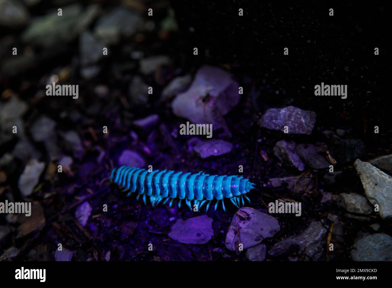 Ultraviolet light reveals biofluorescence in the Flat-backed Millipede ...