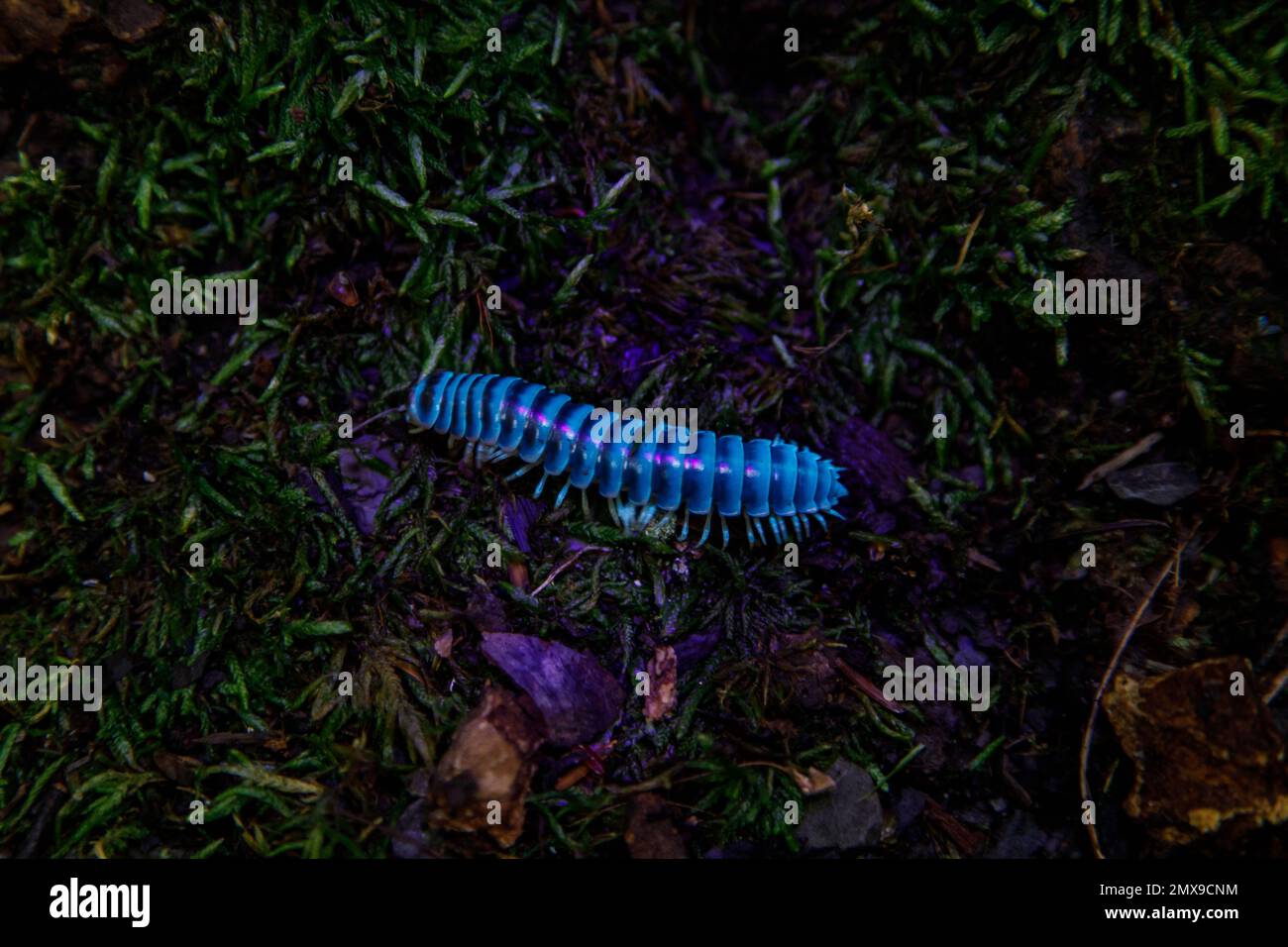 Ultraviolet light reveals biofluorescence in the Flat-backed Millipede ...