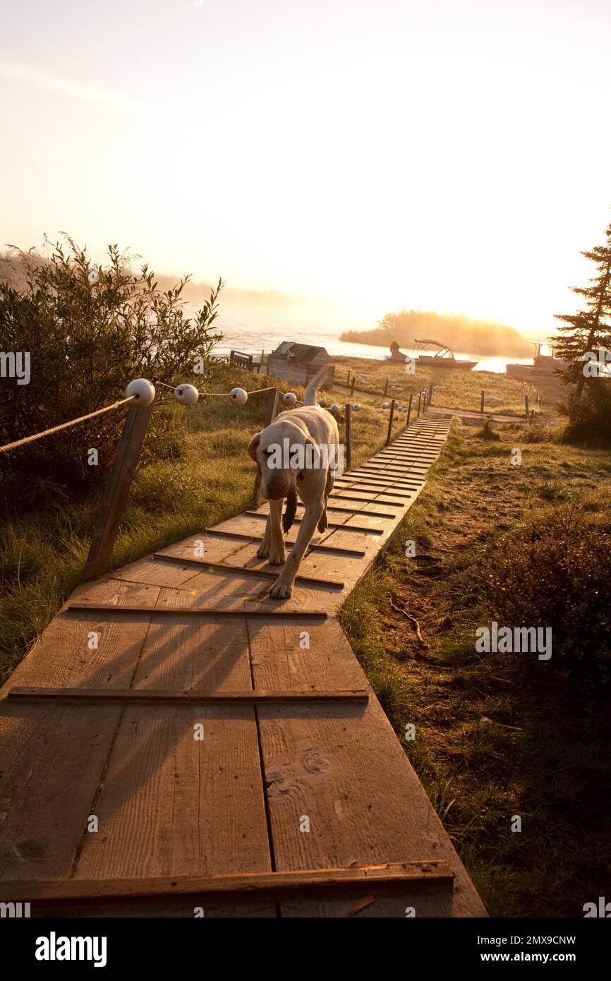 Labrador retriever walking on a wooden path in the early morning along ...