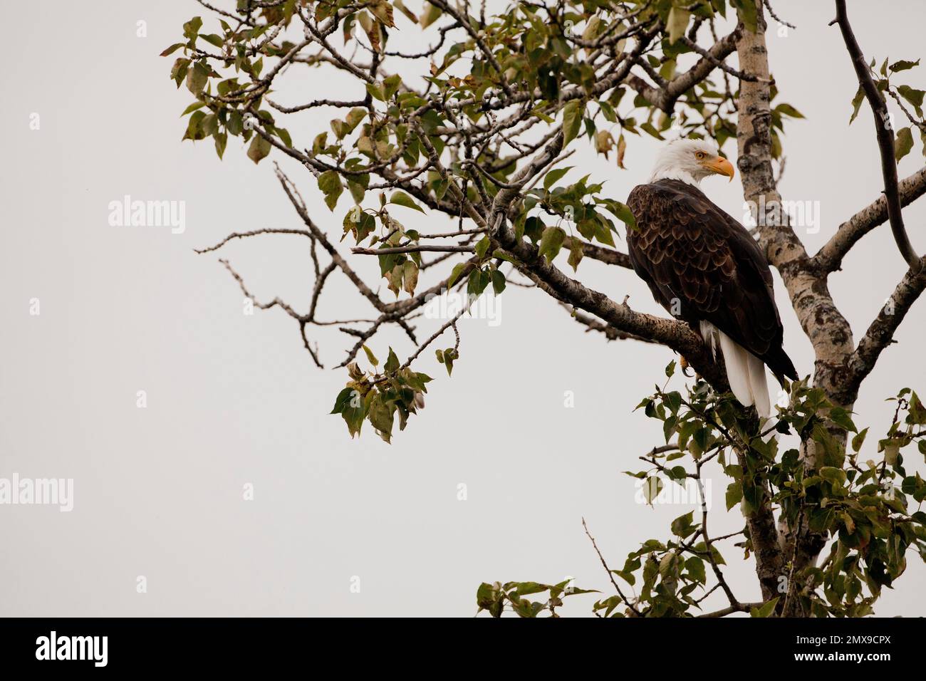 Flight symbolism hi-res stock photography and images - Alamy