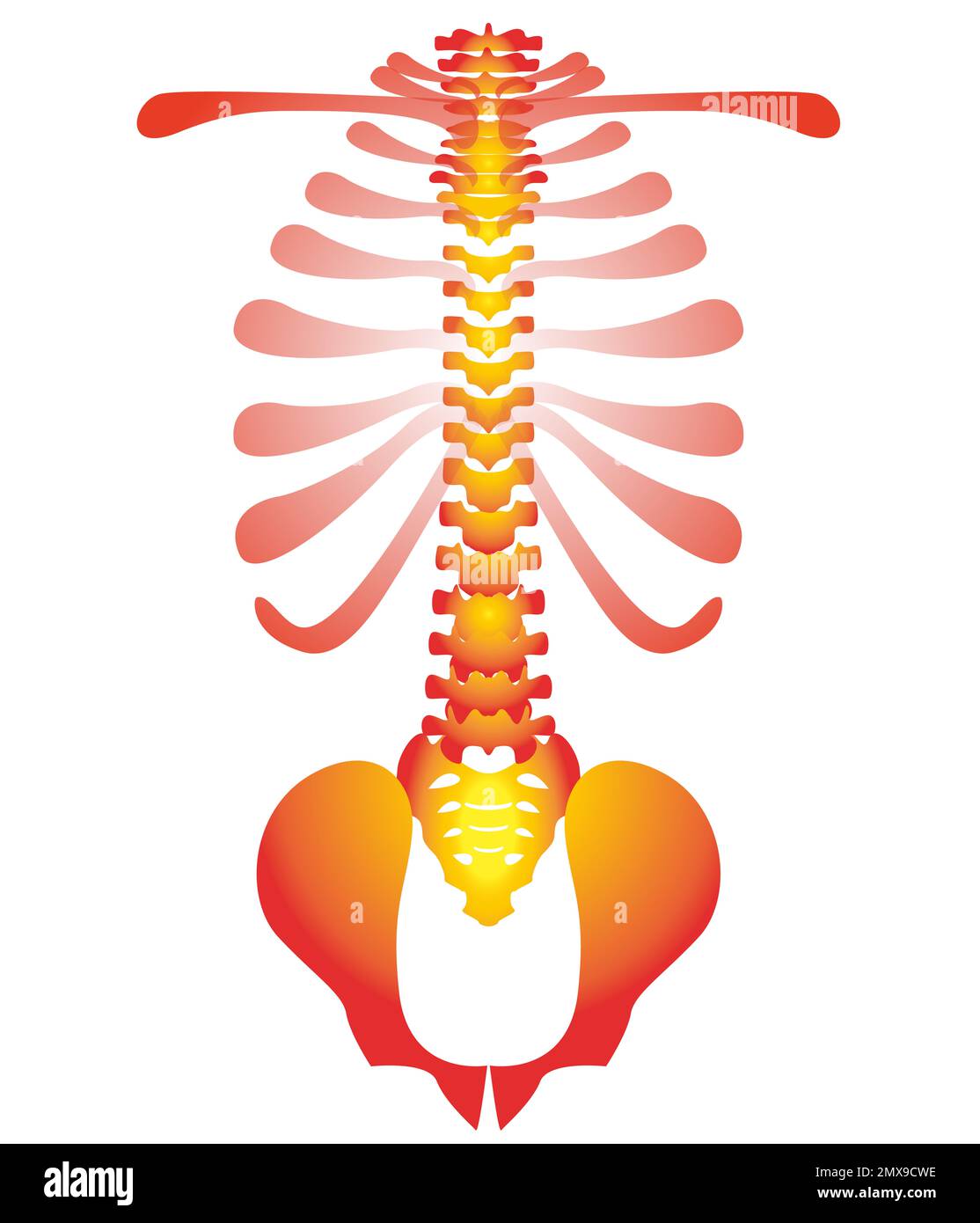 Illustration of human spine on white background Stock Photo - Alamy