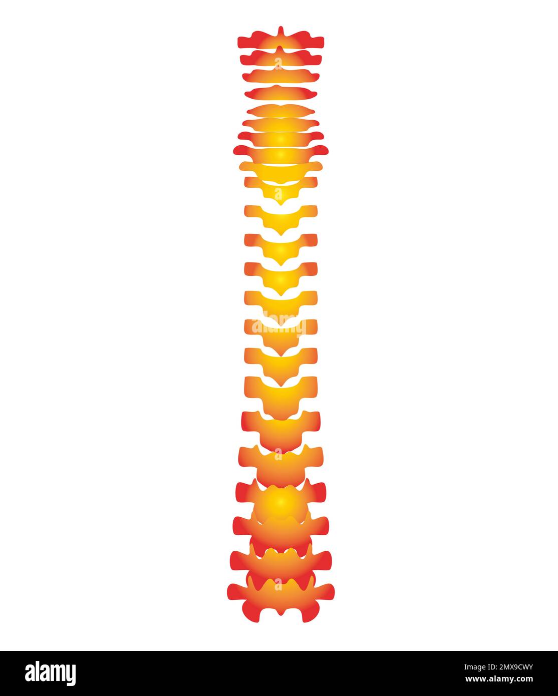 Illustration of human spine on white background Stock Photo - Alamy
