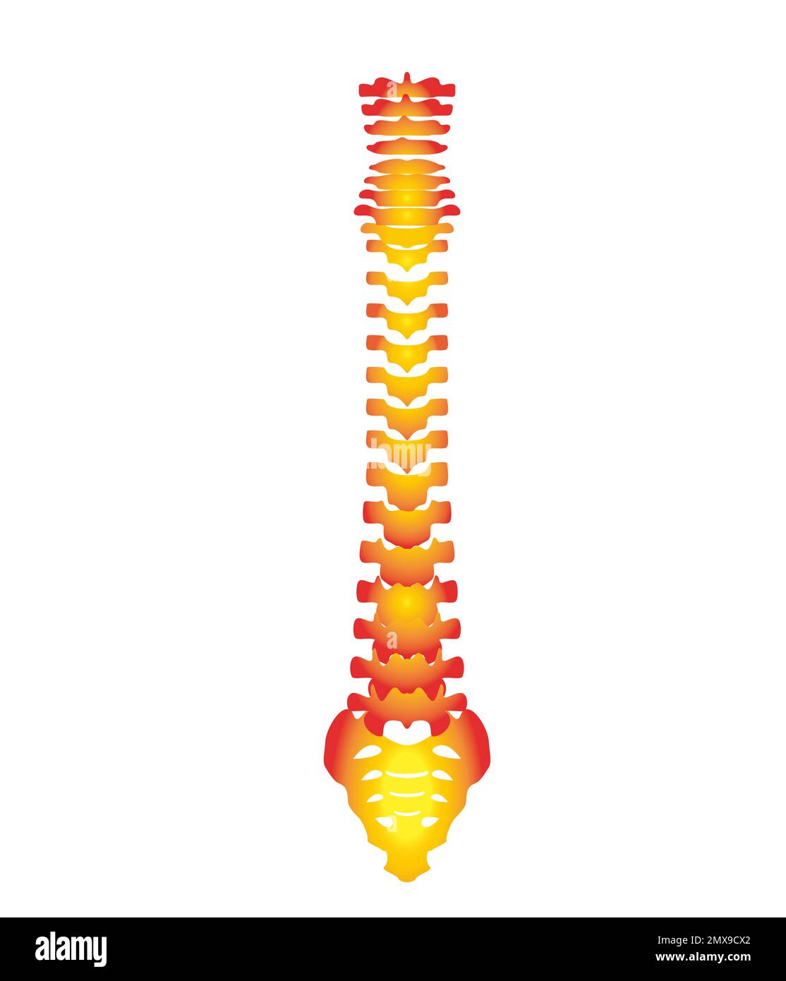 Illustration of human spine on white background Stock Photo - Alamy