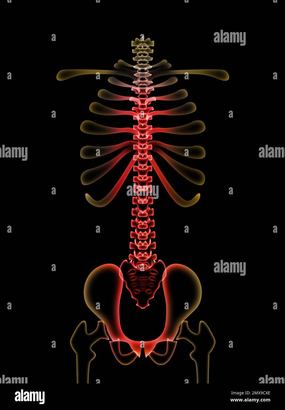 Illustration of human spine on black background Stock Photo - Alamy