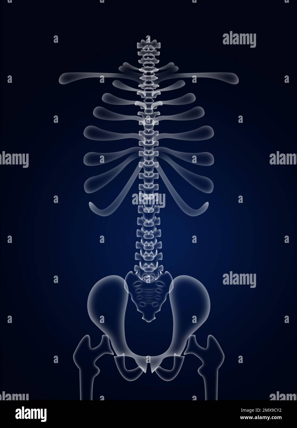 Illustration of human spine on dark blue background Stock Photo - Alamy