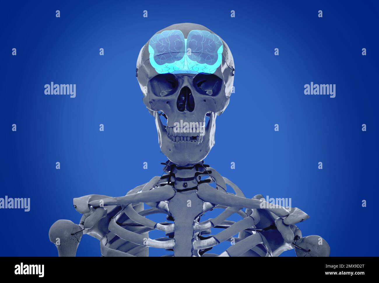 Artificial human skeleton model on blue background. Medical scan of ...