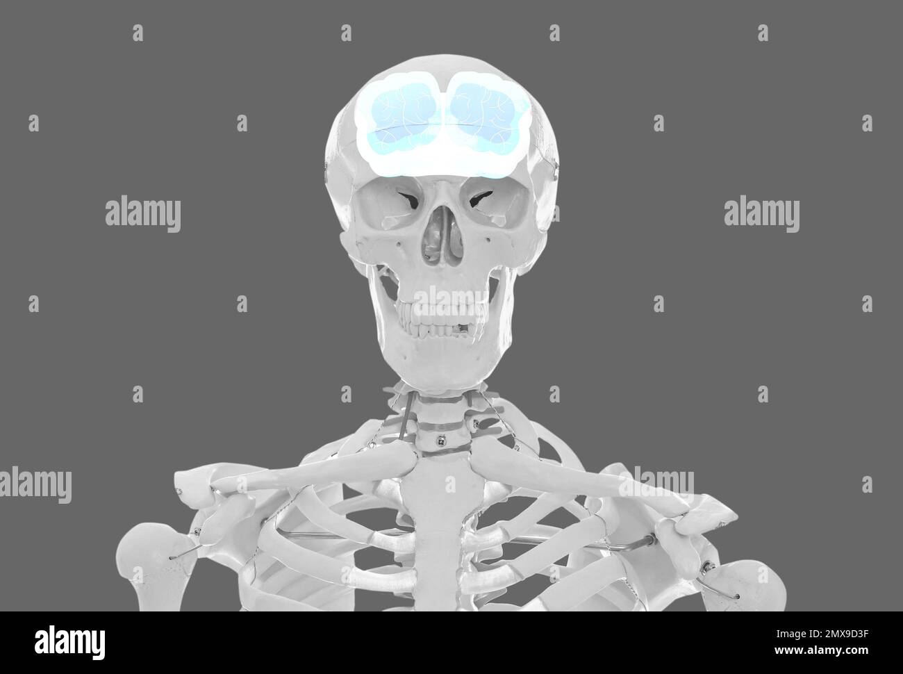Artificial human skeleton model on grey background. Medical scan of ...