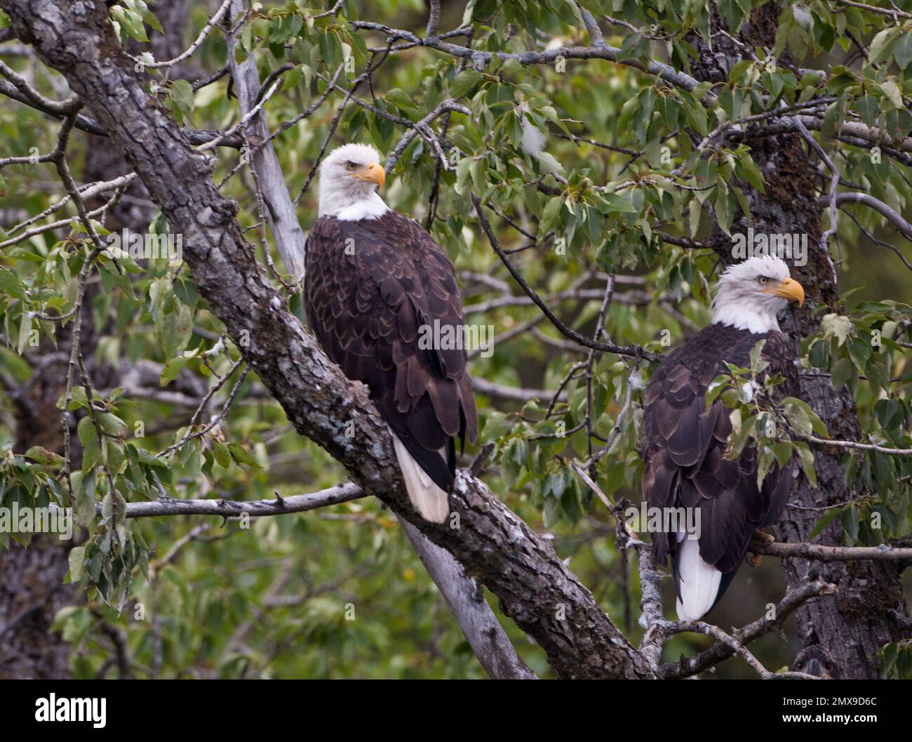 Flight symbolism hi-res stock photography and images - Alamy