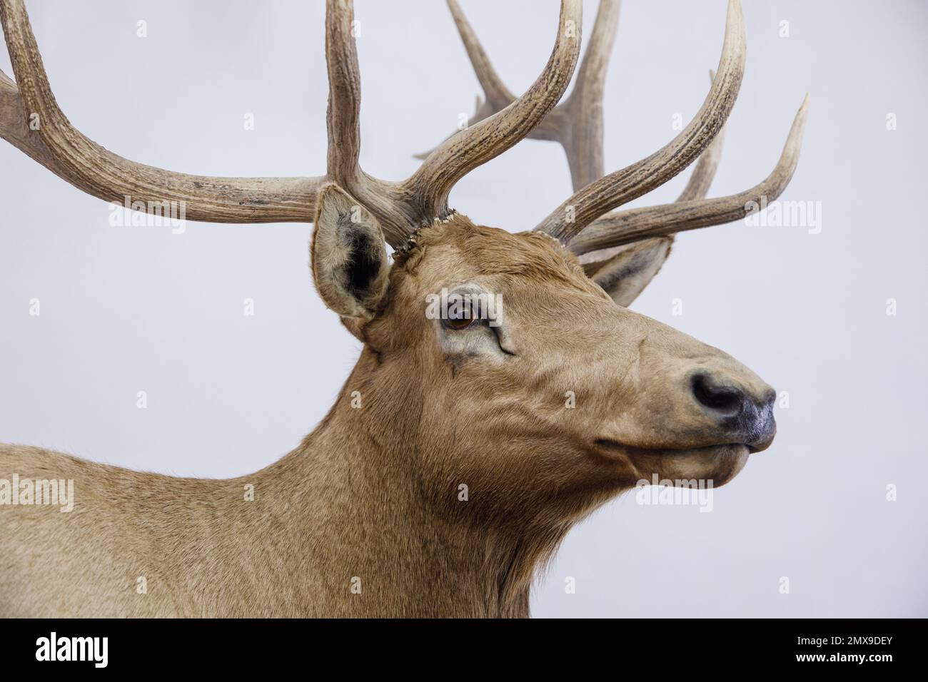 Elk anatomy hi-res stock photography and images - Alamy