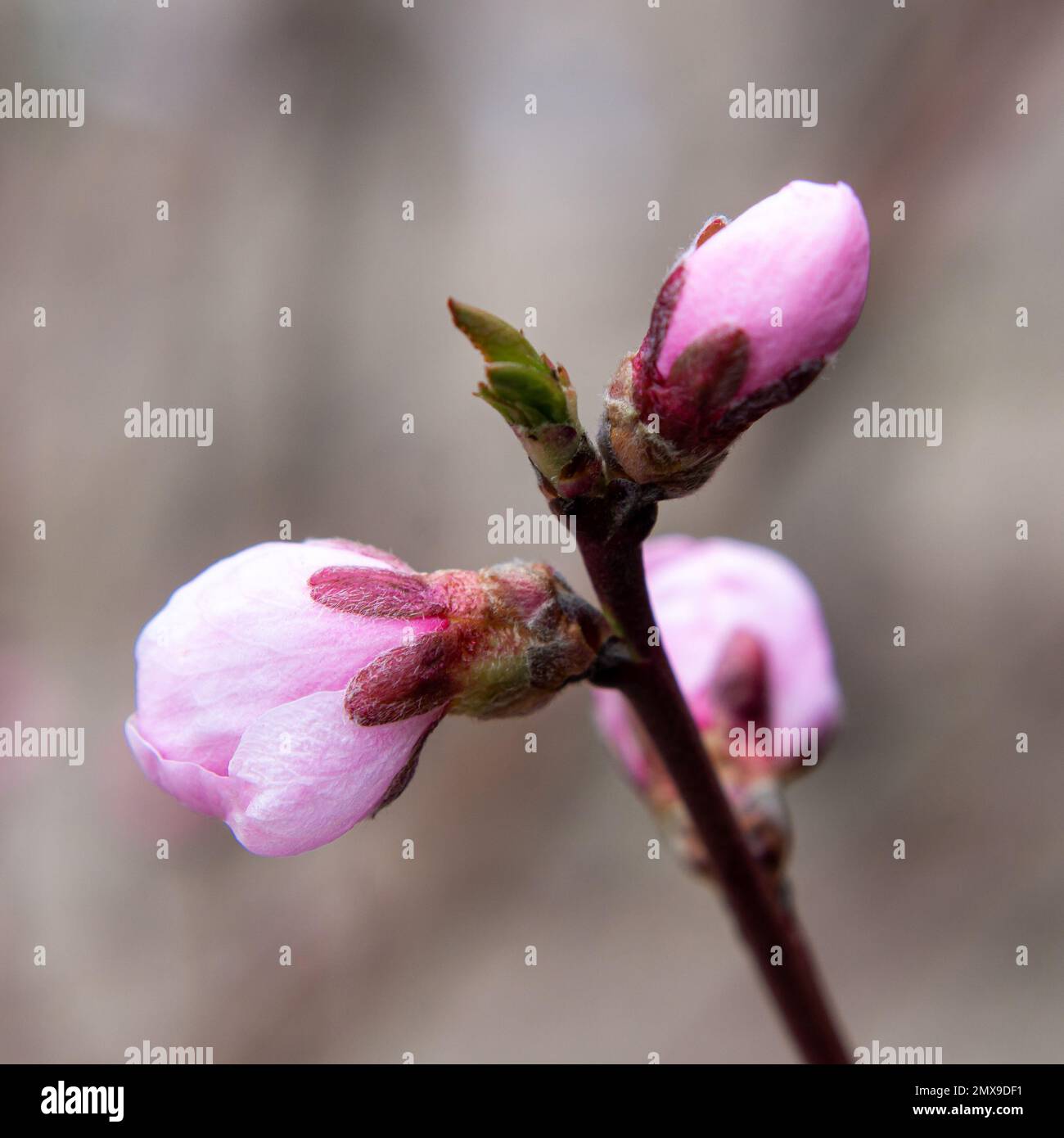 Peach buds hi-res stock photography and images - Alamy