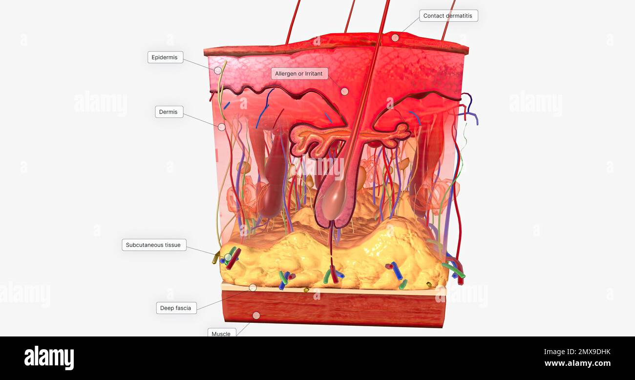 Human skin texture closeup detail Cut Out Stock Images & Pictures - Alamy