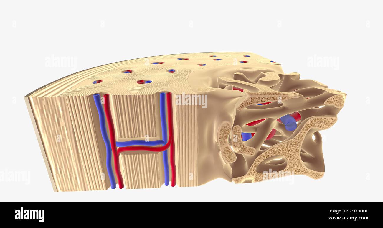 Bone cross section marrow hi-res stock photography and images - Alamy