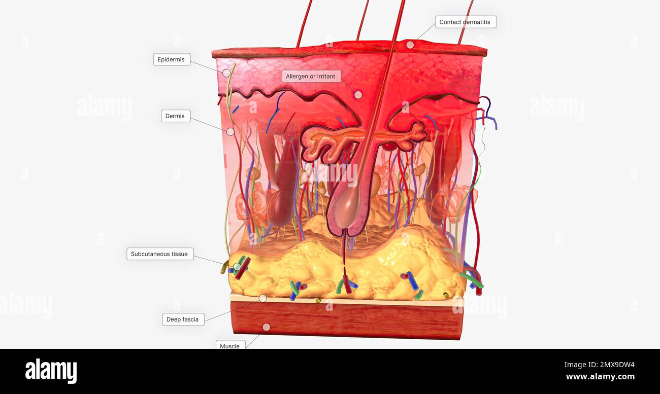 Human skin texture closeup detail Cut Out Stock Images & Pictures - Alamy