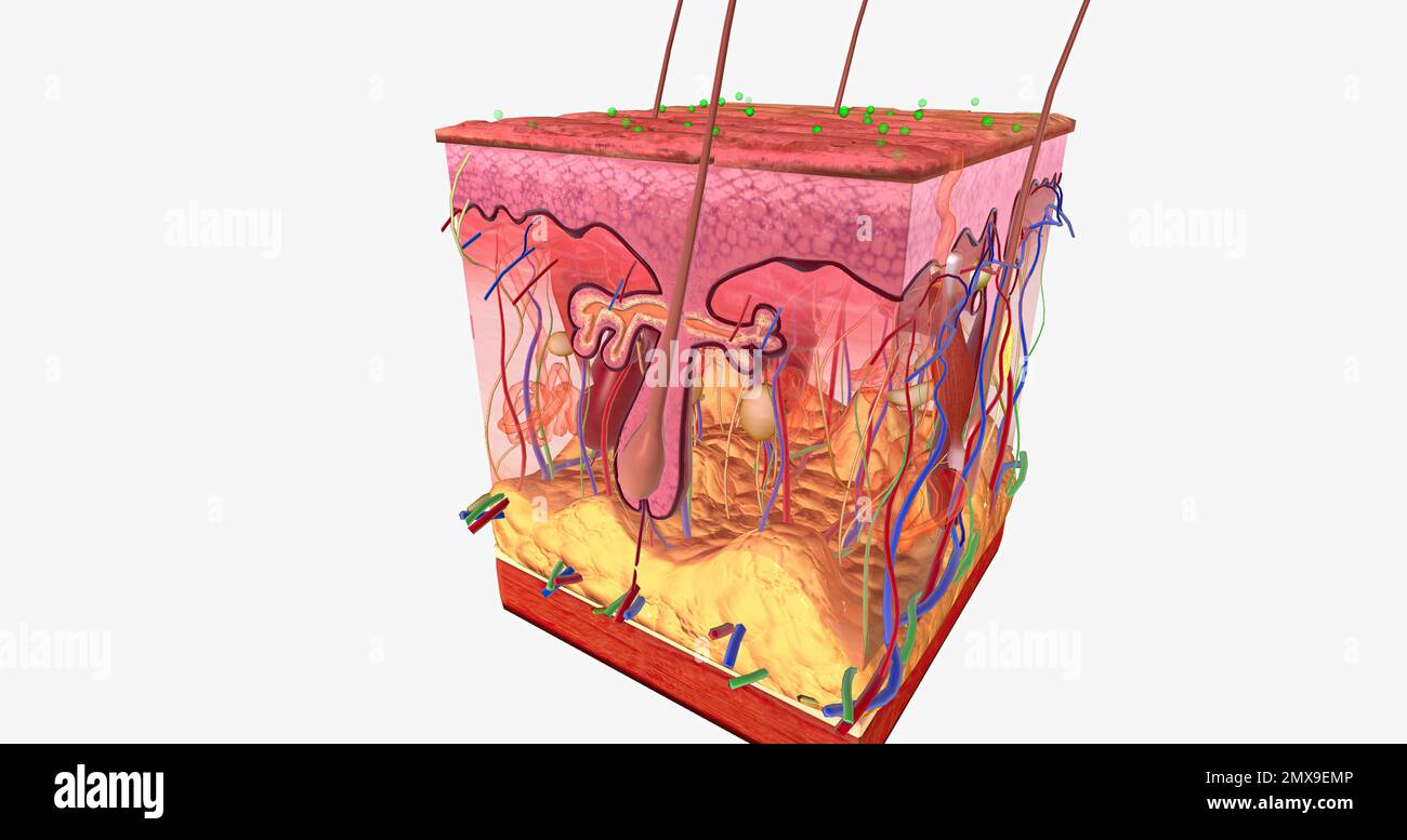 Skin soft tissue Cut Out Stock Images & Pictures - Alamy
