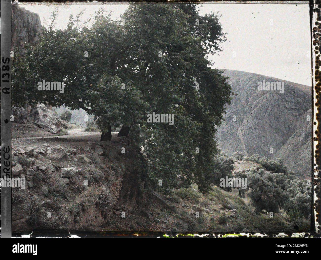 Two large plane trees castalie hi-res stock photography and images - Alamy