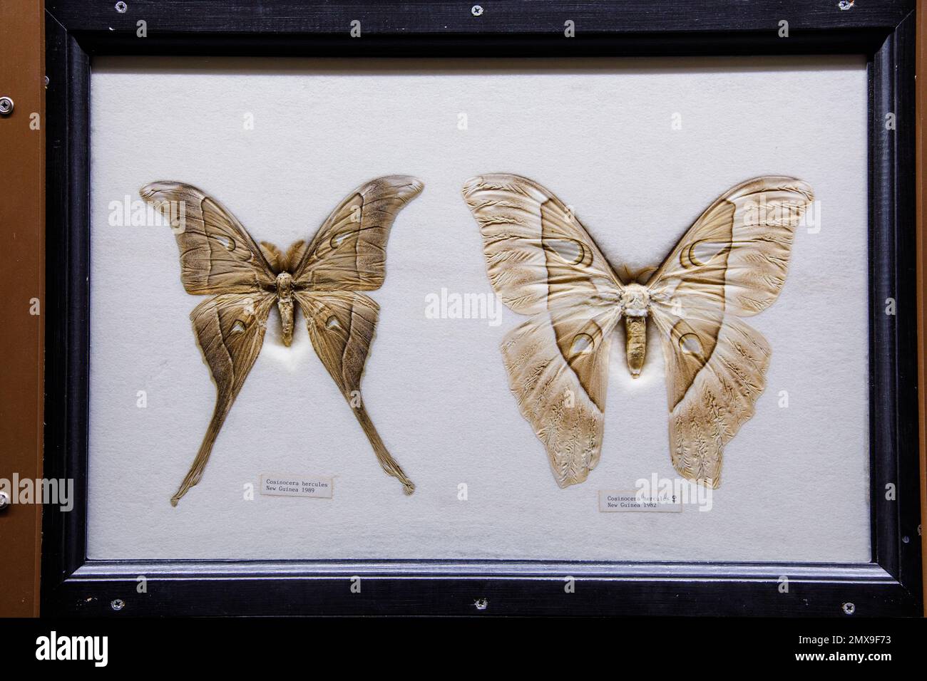 Mounted specimens of Hercules moths (Coscinocera hercules) displayed in ...