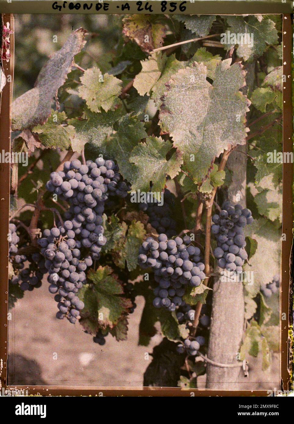 Saint-Émilion, France A Cabernet Franc Dit Bouchet grape variety , 1920 ...