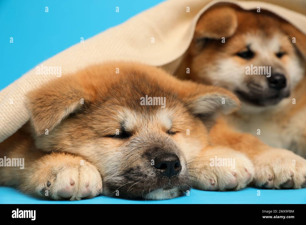 Akita Puppies With Blue Background