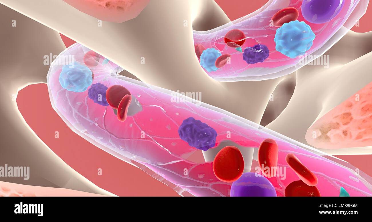 Red blood cells production hi-res stock photography and images - Alamy