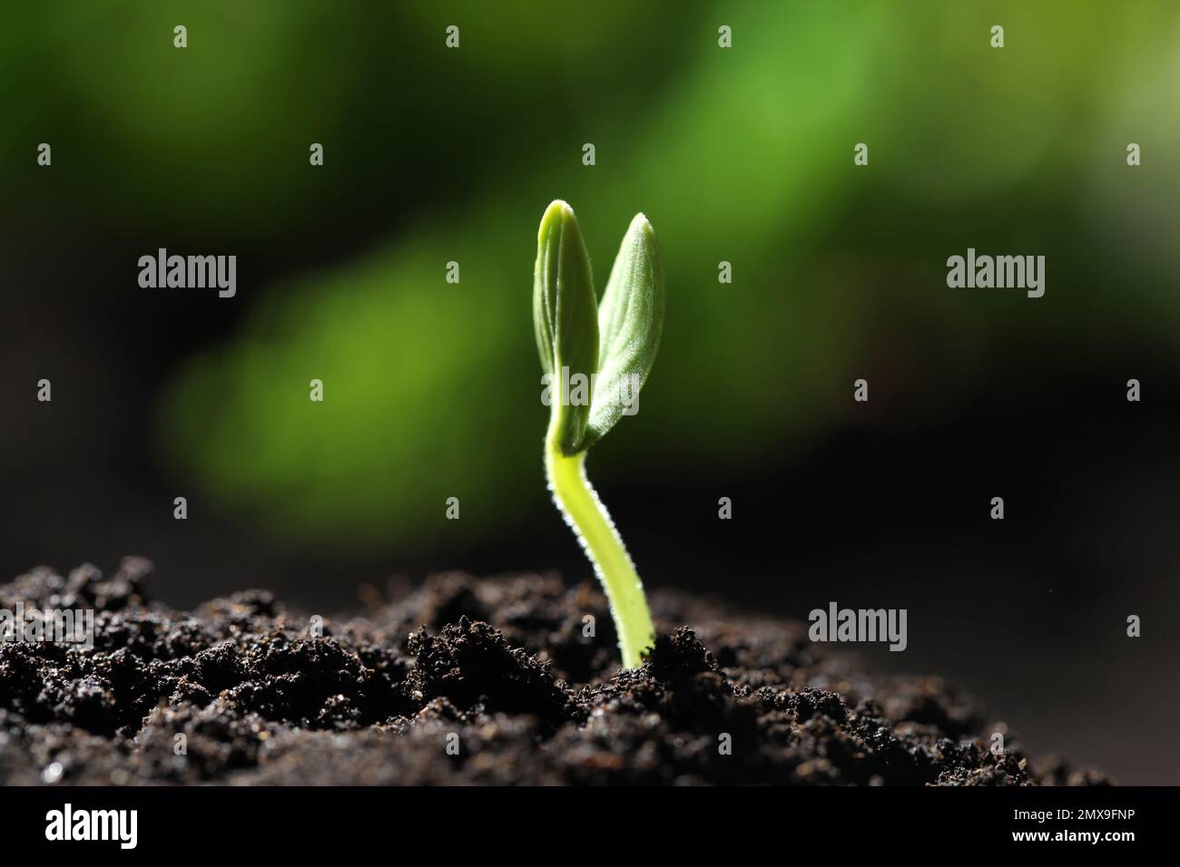 Little green seedling growing in soil, closeup Stock Photo - Alamy