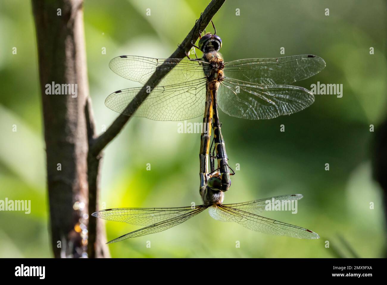Australian dragonflies hi-res stock photography and images - Alamy