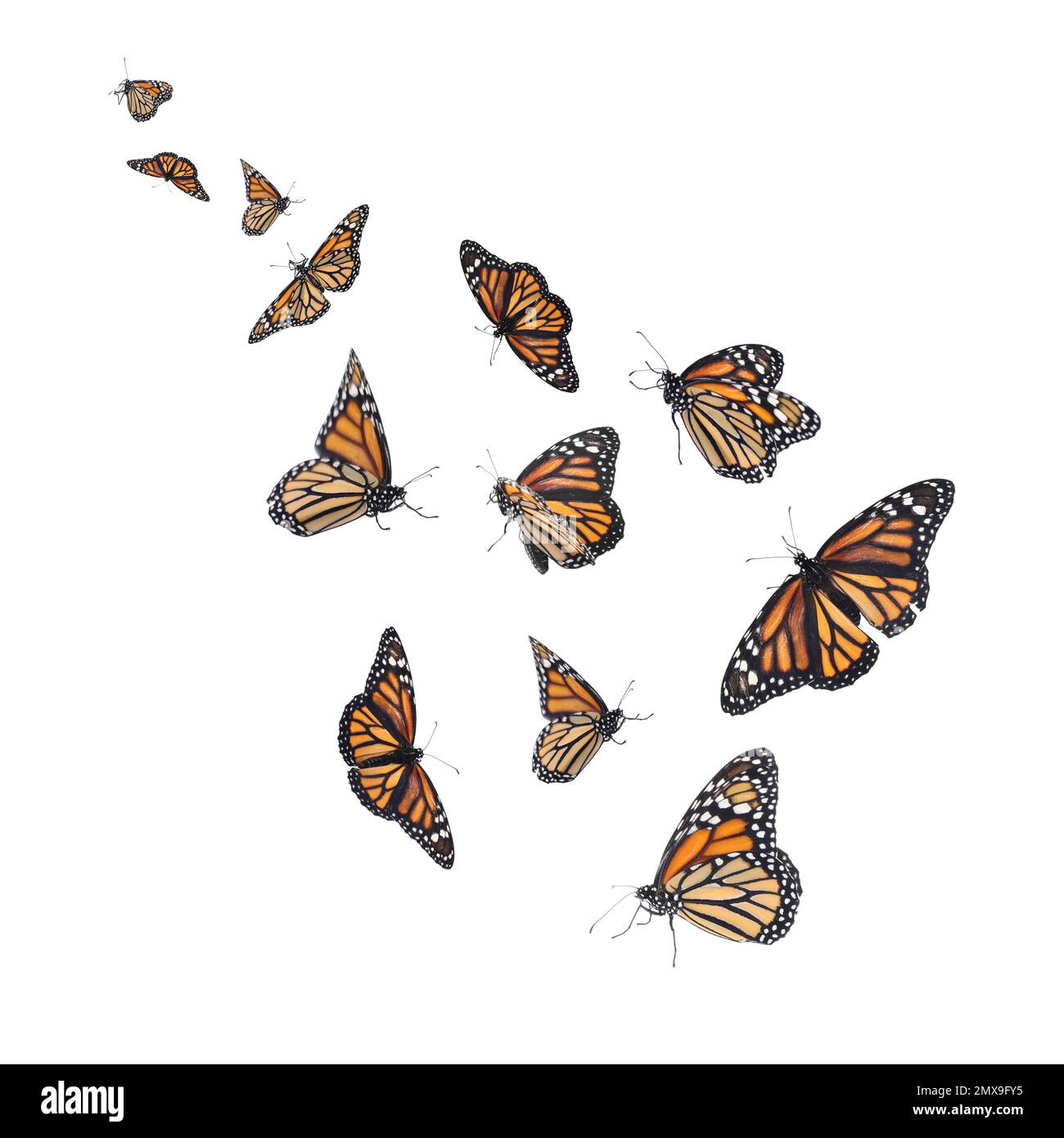 Set of many flying fragile monarch butterflies on white background ...