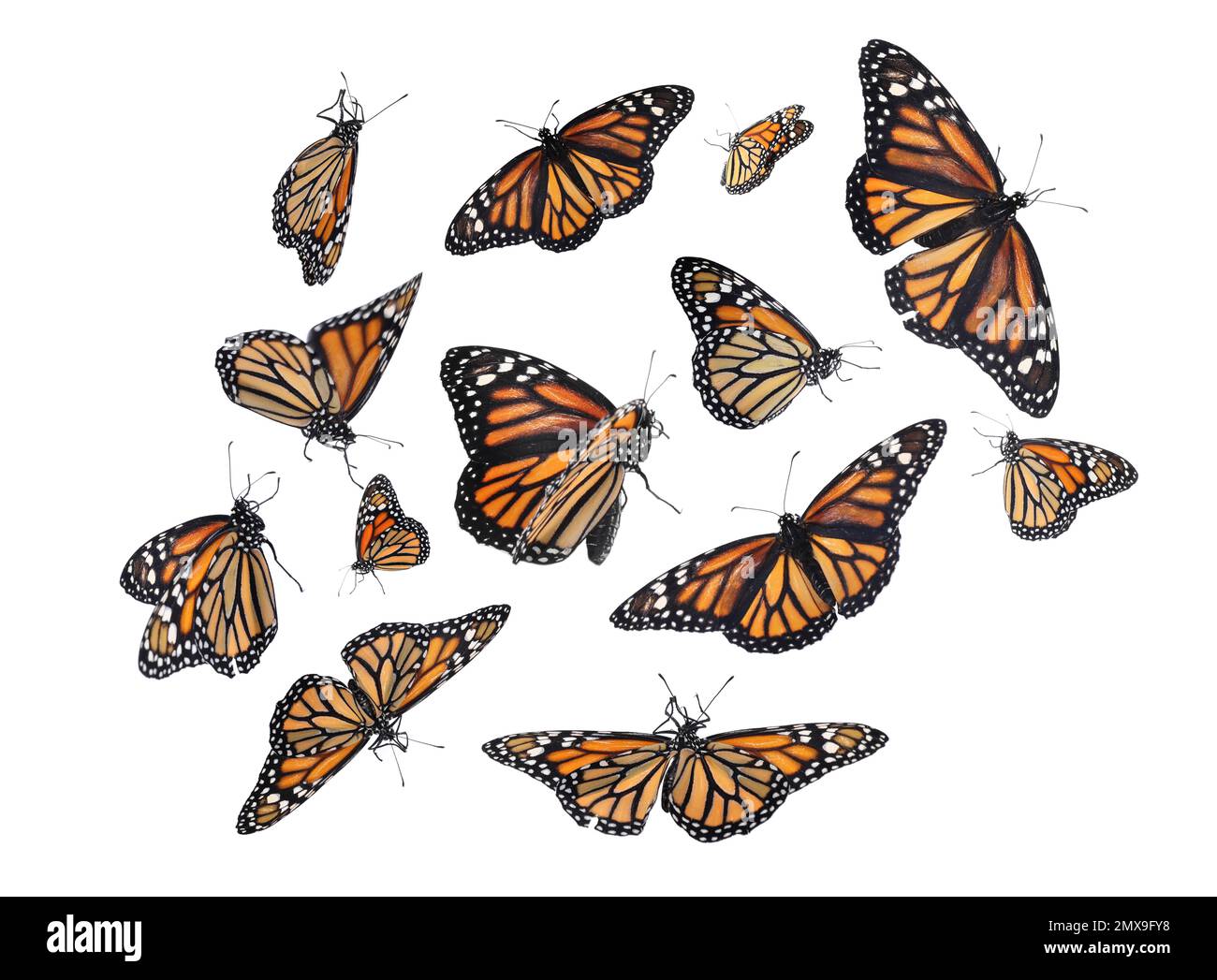 Set of many flying fragile monarch butterflies on white background ...