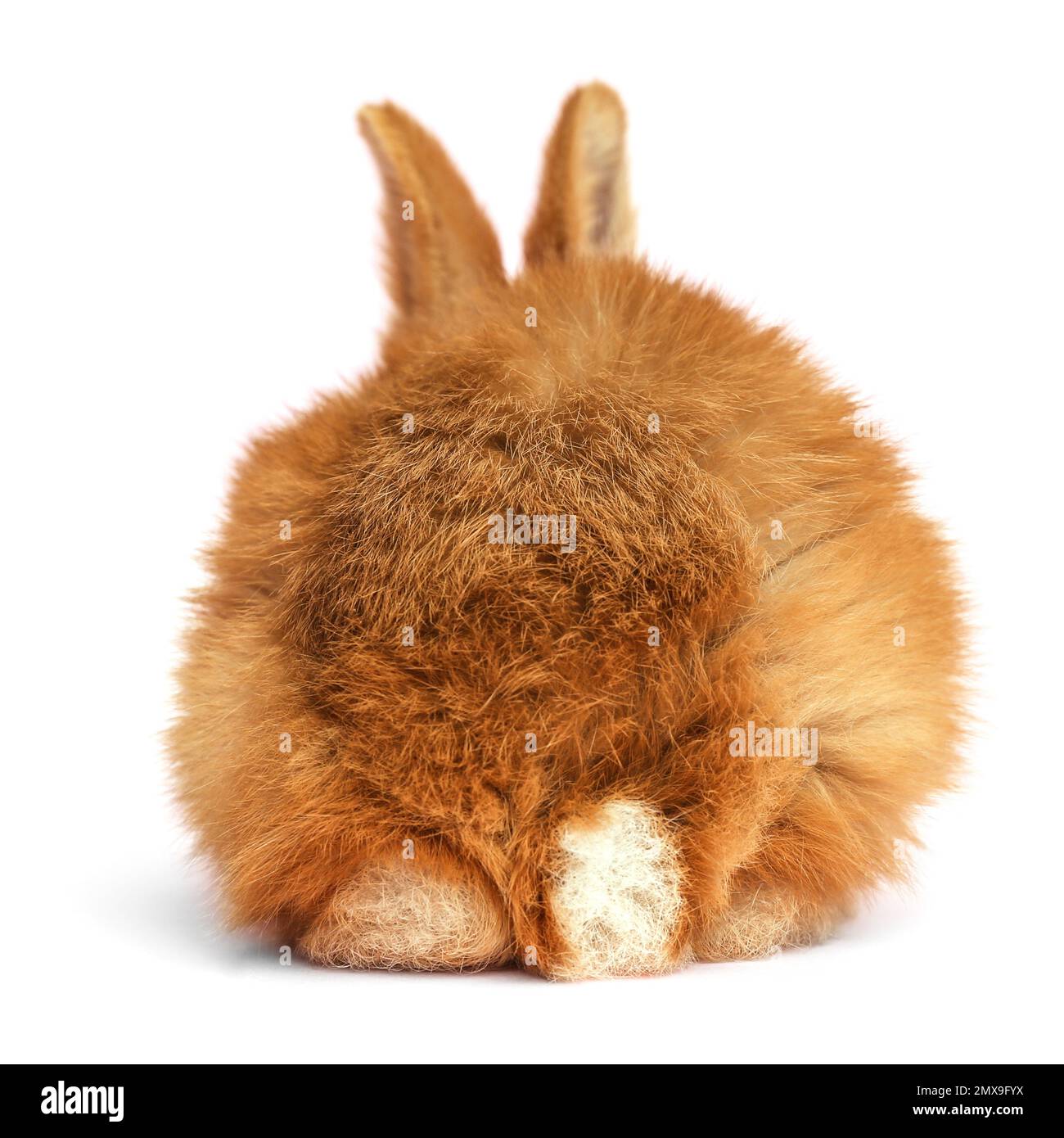 Adorable fluffy Easter bunny on white background, back view Stock Photo ...