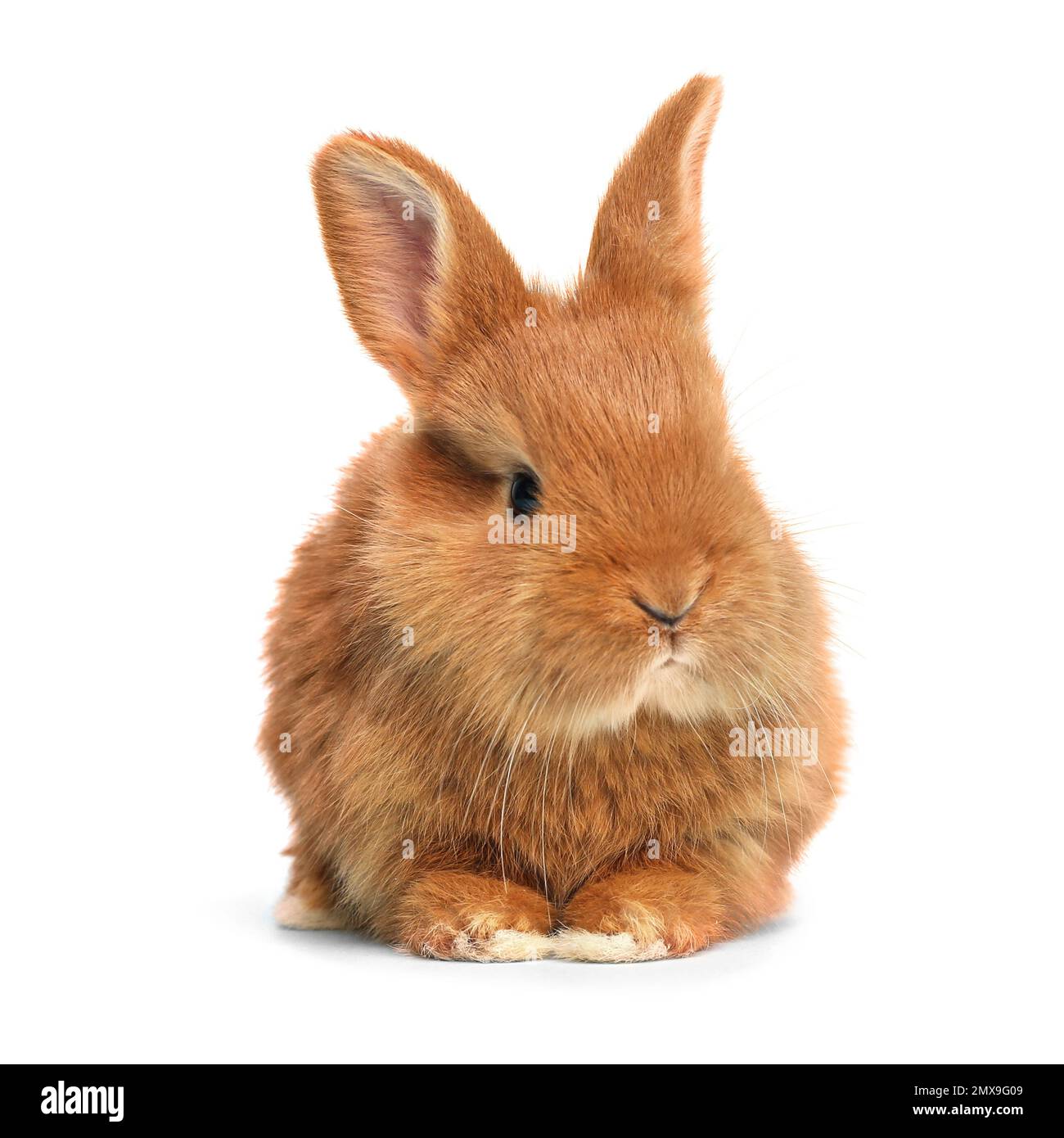 Adorable fluffy Easter bunny on white background Stock Photo - Alamy