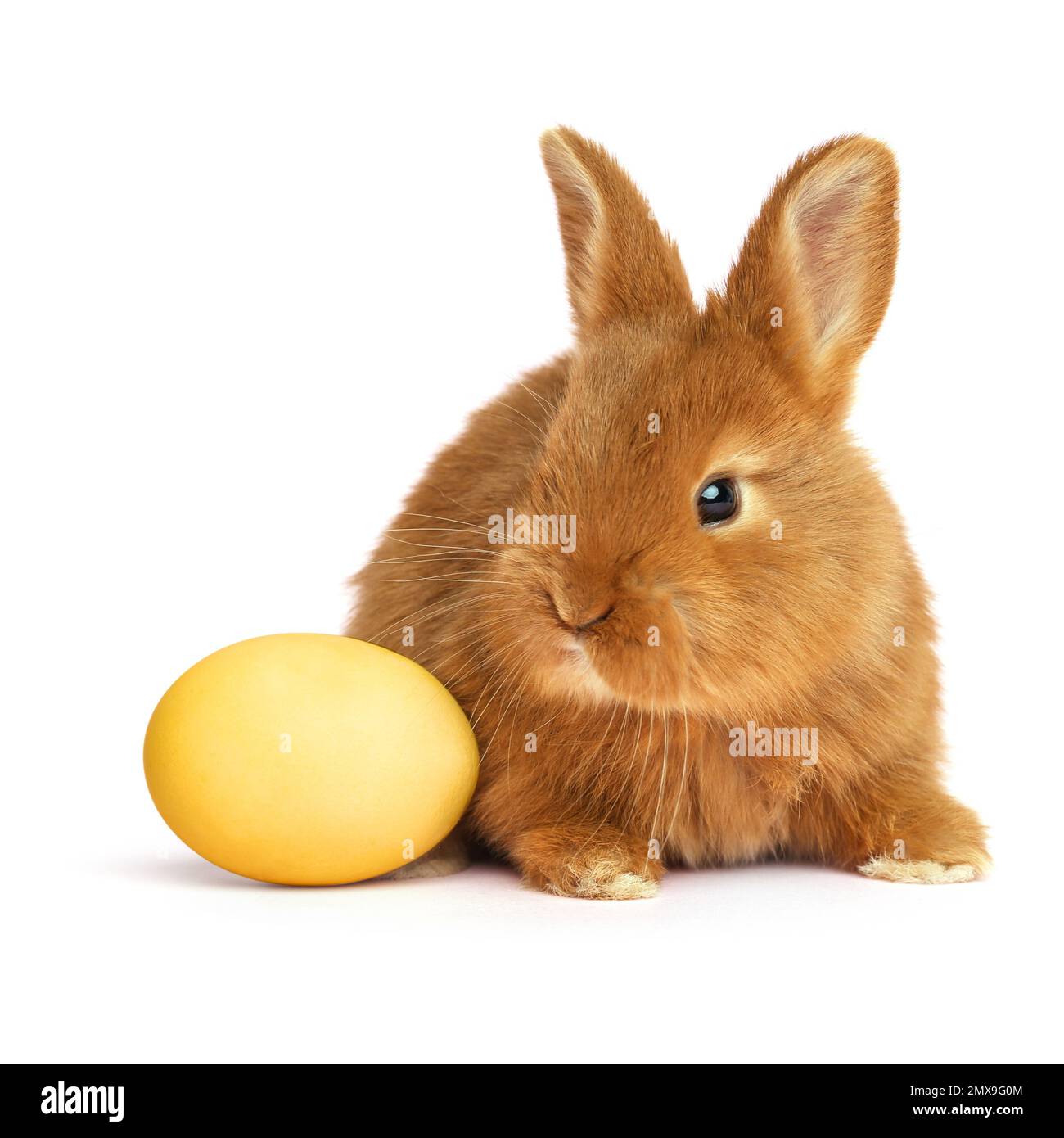 Adorable fluffy Easter bunny and dyed egg on white background Stock ...