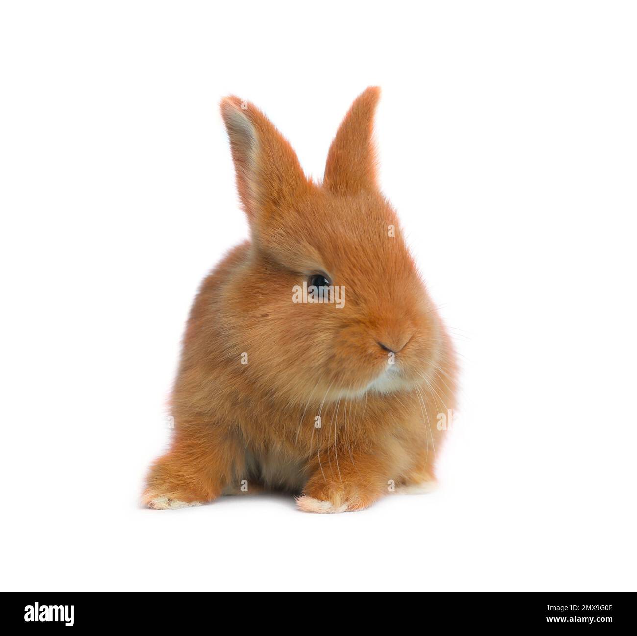 Adorable fluffy Easter bunny on white background Stock Photo - Alamy