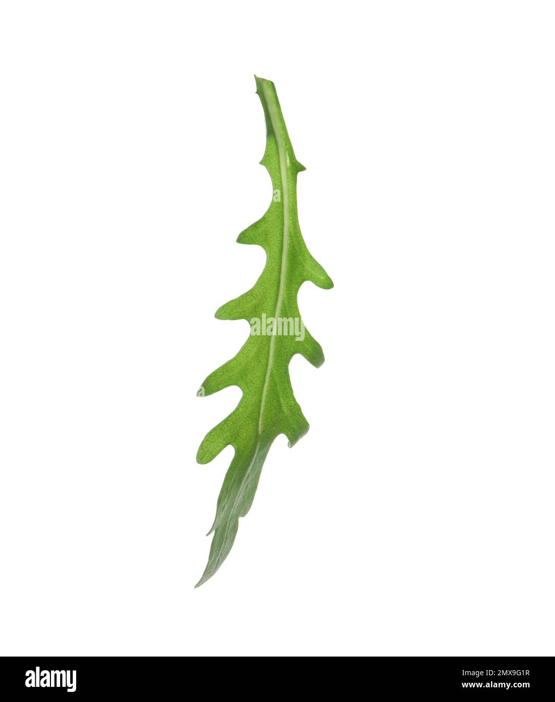 Leaf of fresh arugula isolated on white Stock Photo - Alamy