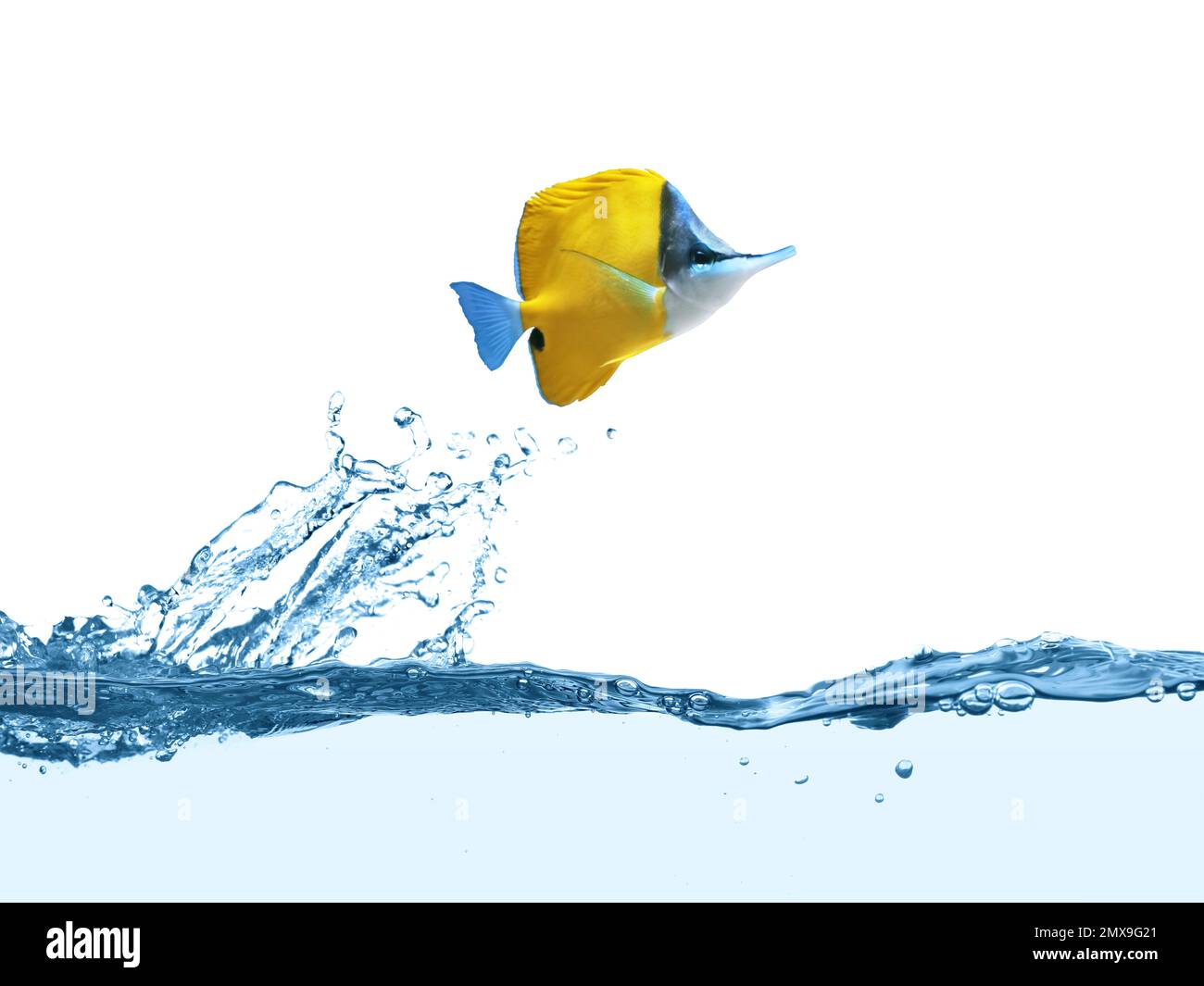 Butterfly Fish Tropical