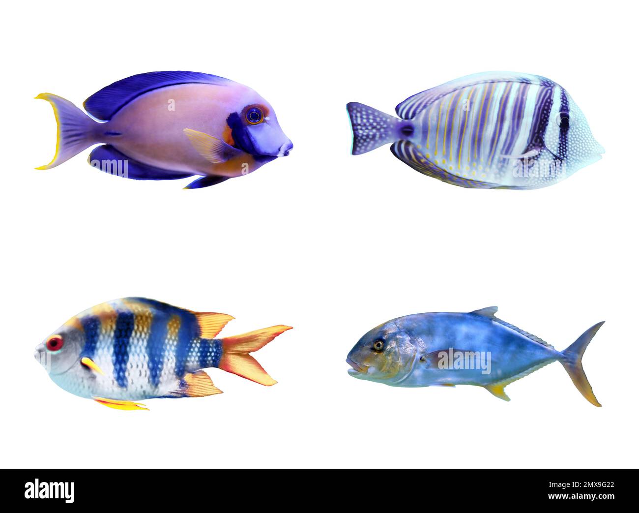 Different Kinds Of Tropical Fish
