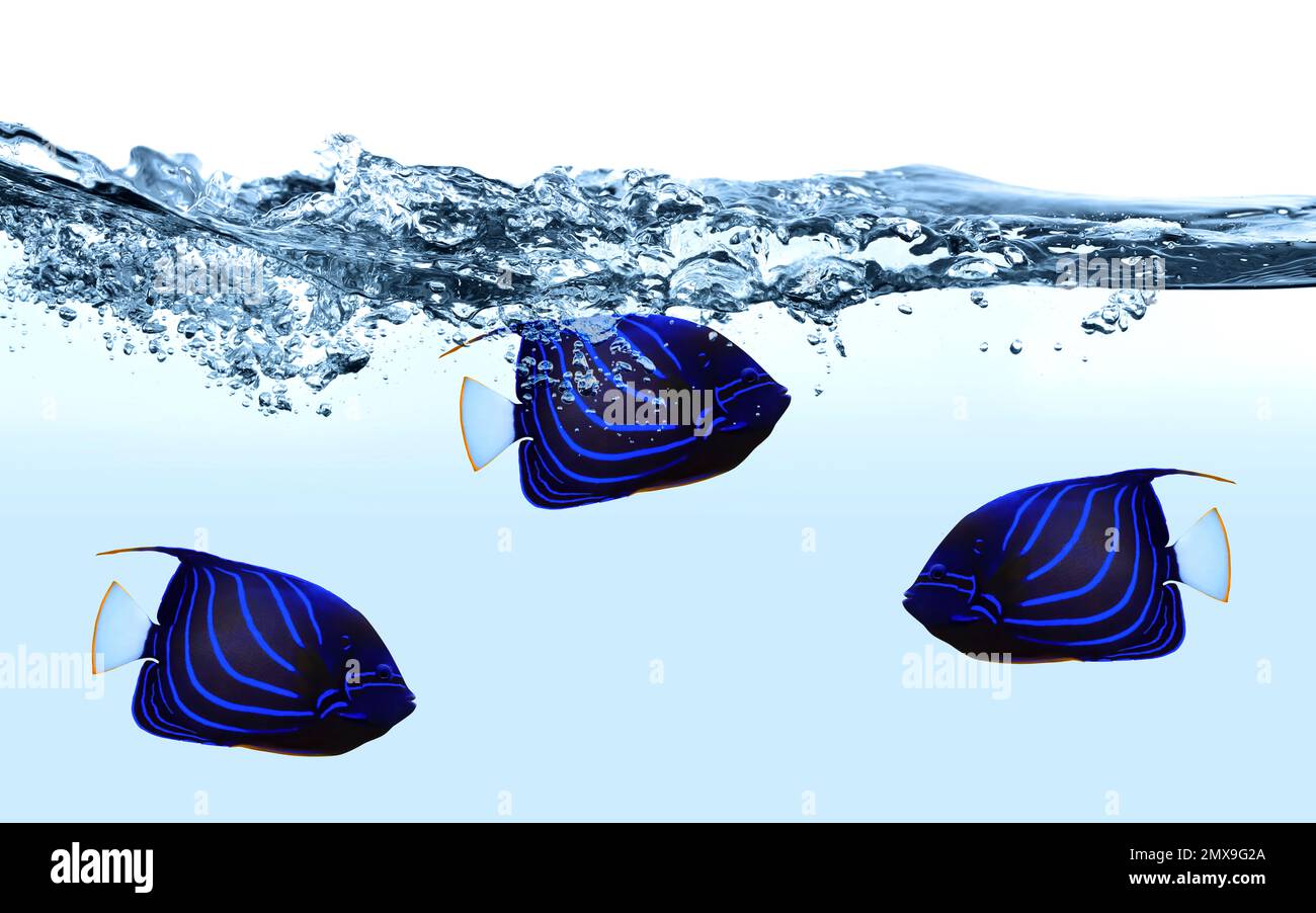 Beautiful bright tropical fish in clear water Stock Photo - Alamy