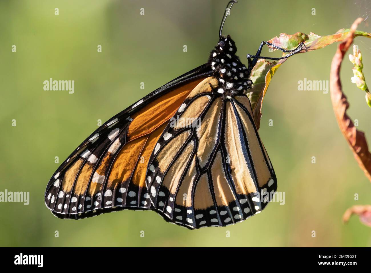 Wanderer Butterfly resting on plant Stock Photo - Alamy