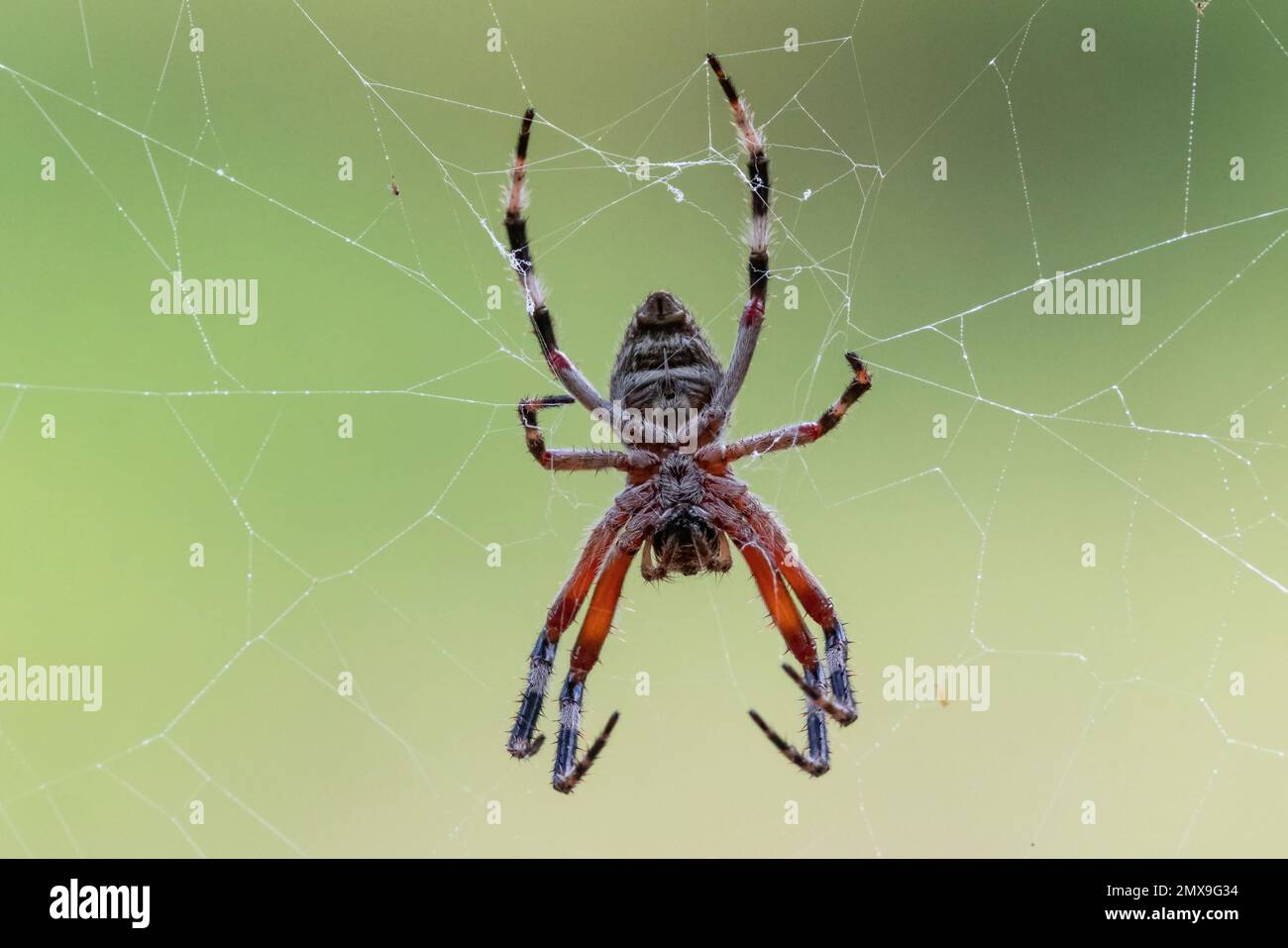 Australian Orb Weaver spider in web Stock Photo - Alamy
