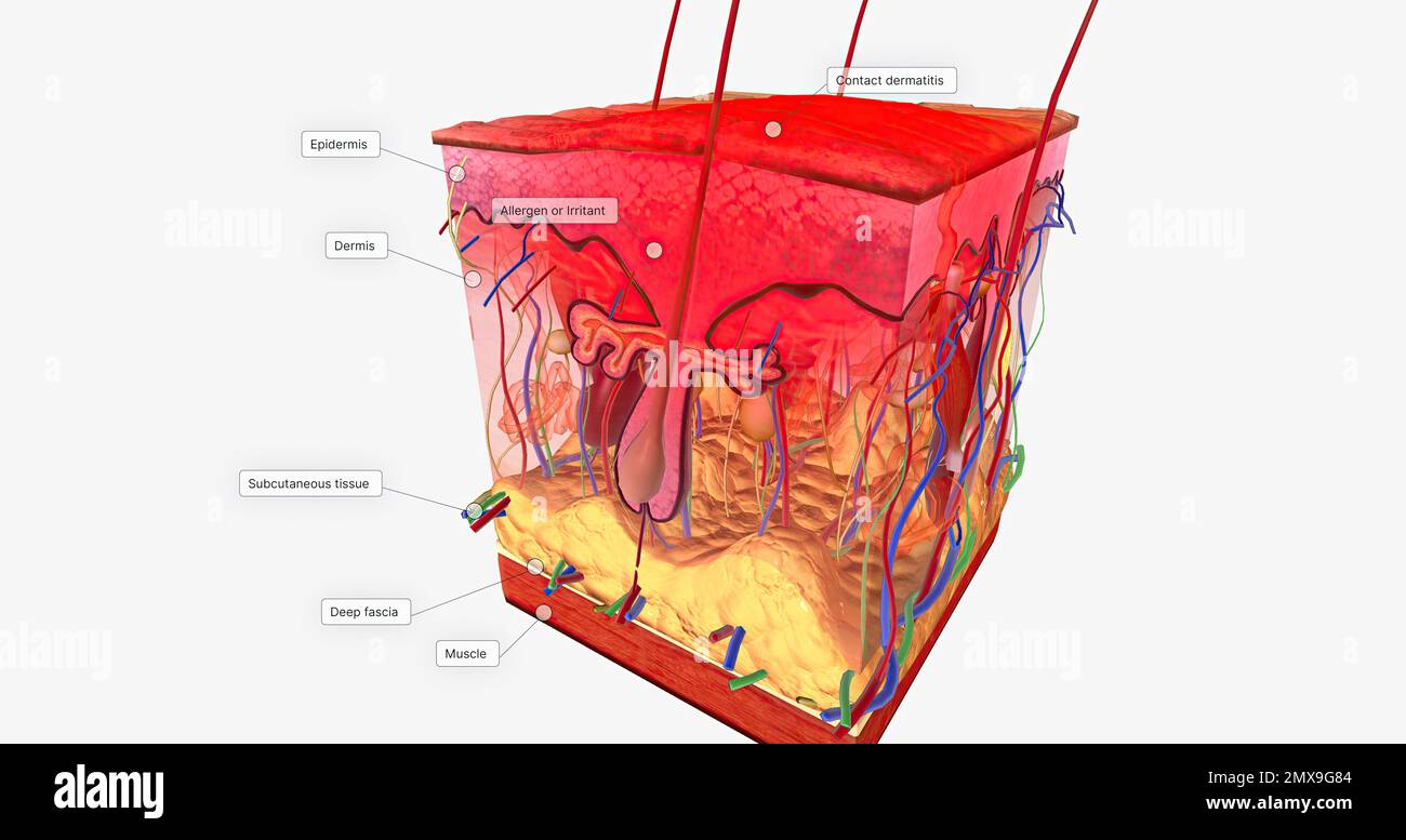 Human skin texture closeup detail Cut Out Stock Images & Pictures - Alamy