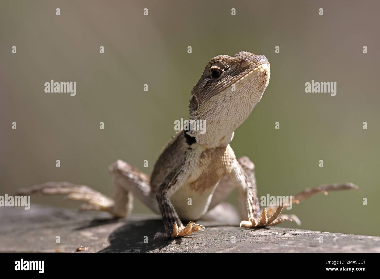 Australian Jacky Lizard basking with fingers and toes raised off hot ...