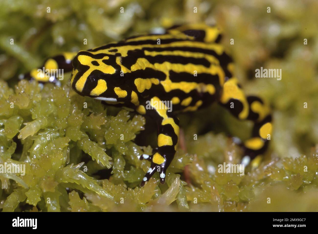 Corroboree frog hi-res stock photography and images - Alamy