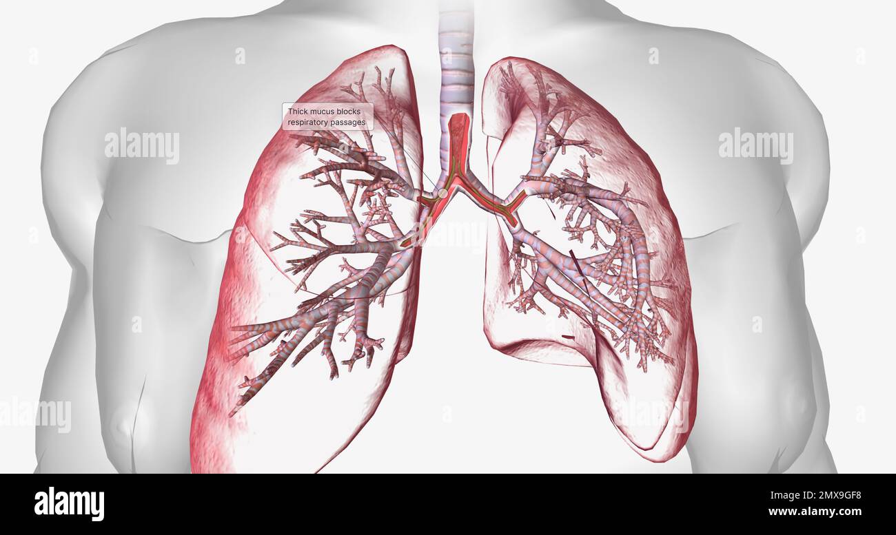 Secretory organs hi-res stock photography and images - Alamy