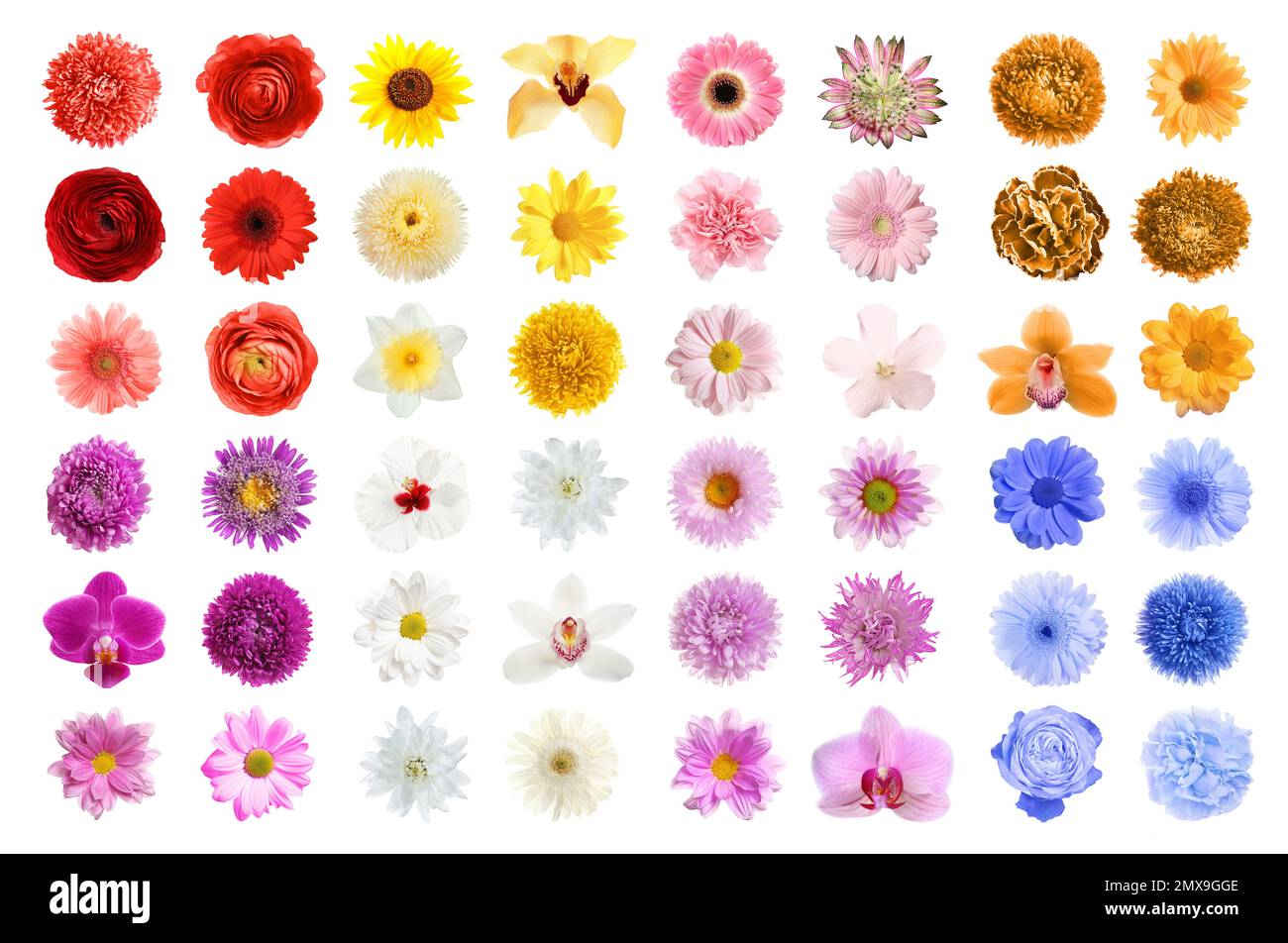 Set of different beautiful flowers on white background Stock Photo - Alamy