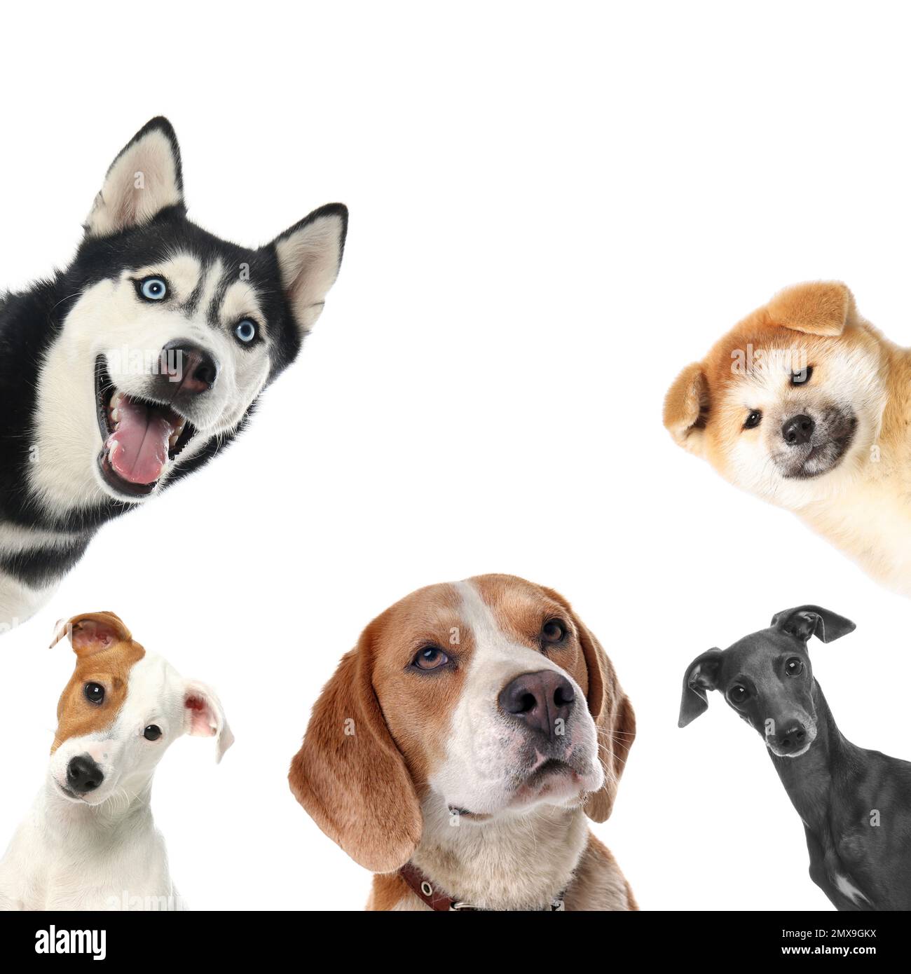 Set with different cute dogs on white background. Adorable pets Stock ...