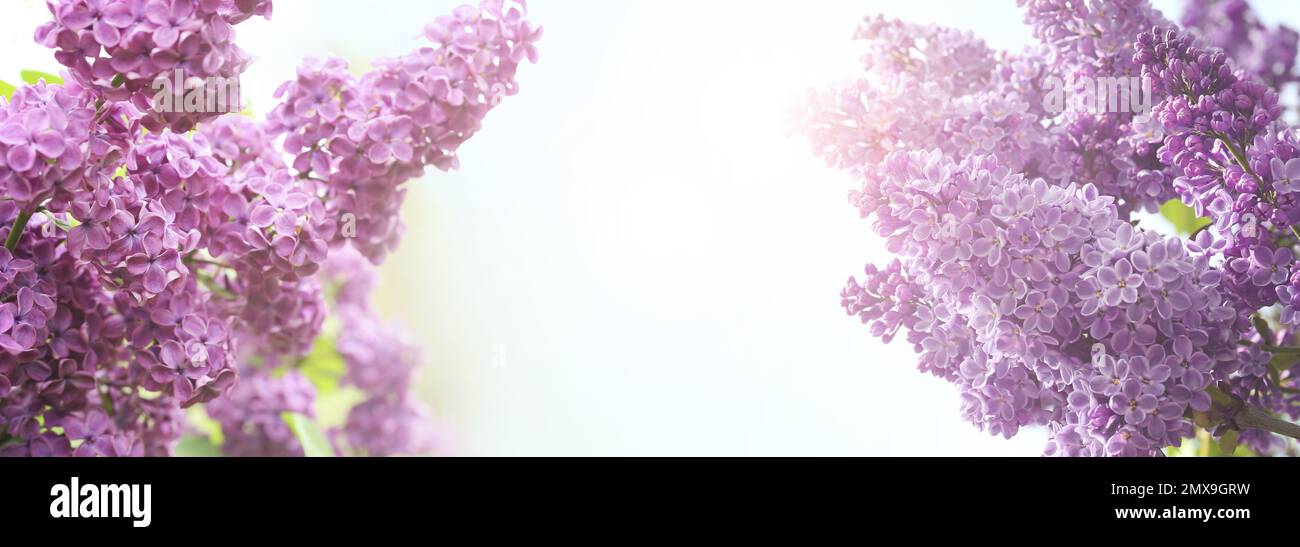 Beautiful blossoming lilac flowers on sunny spring day, space for text ...