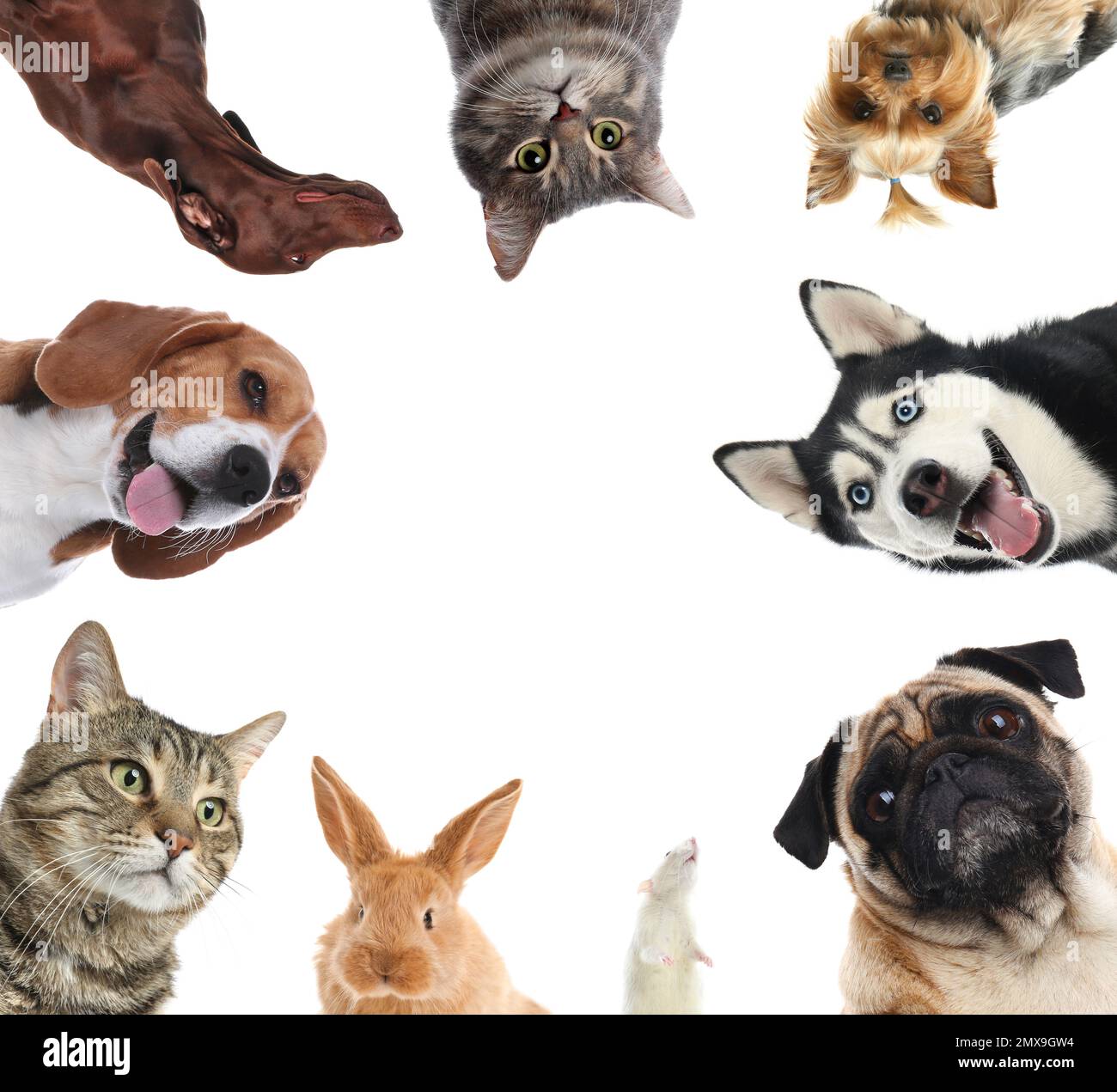 Set with different cute pets on white background Stock Photo - Alamy