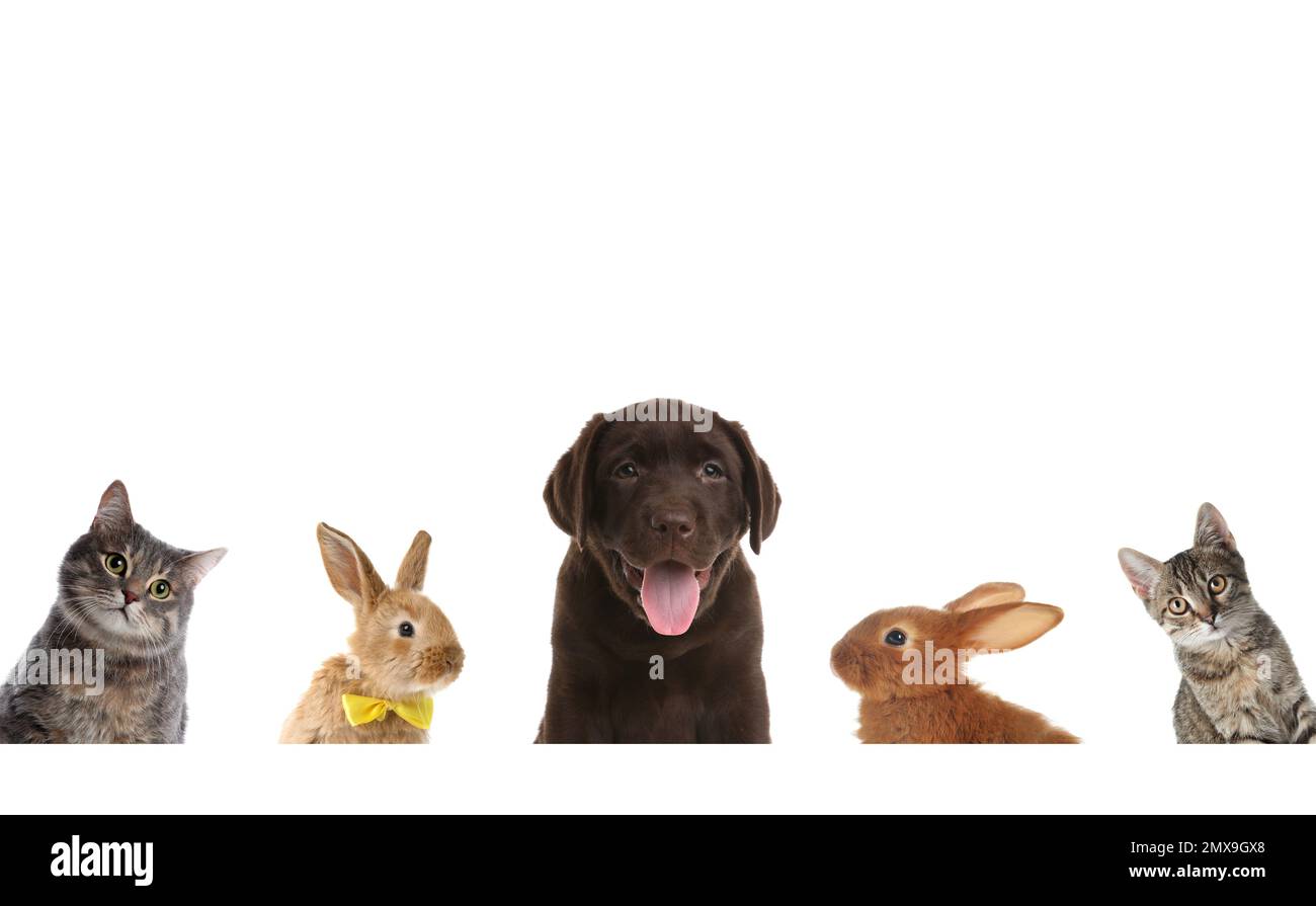 Different loyalty Cut Out Stock Images & Pictures - Alamy