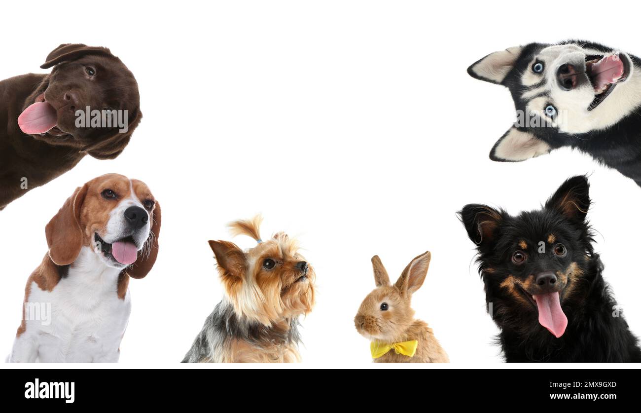 Set with different cute pets on white background. Banner design Stock ...