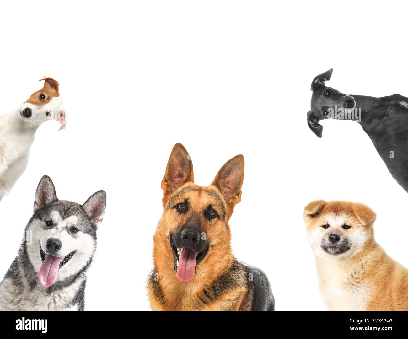 Set with different cute dogs on white background. Adorable pets Stock ...