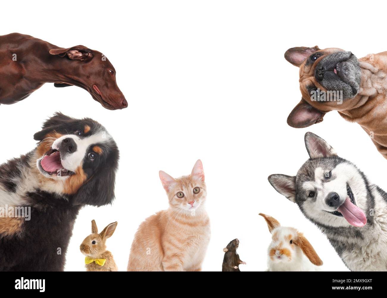 Set with different cute pets on white background Stock Photo - Alamy